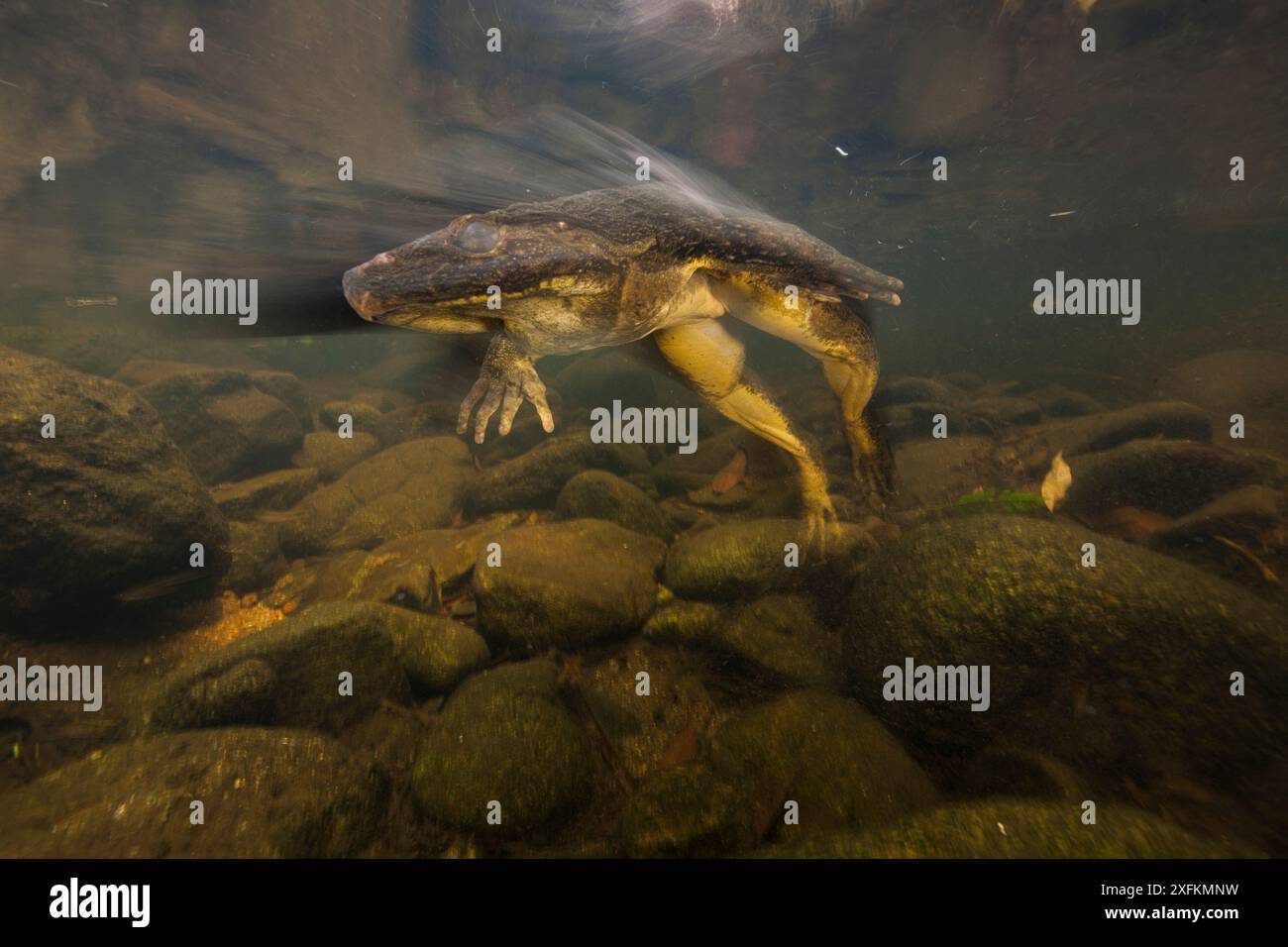 Goliath frog (Conraua goliath) underwater, Cameroon Stock Photo - Alamy