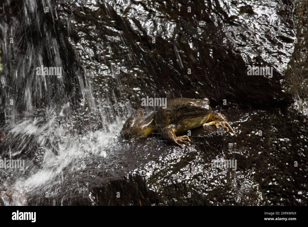 Goliath frog (Conraua goliath) underwater waterfall, Cameroon Stock ...