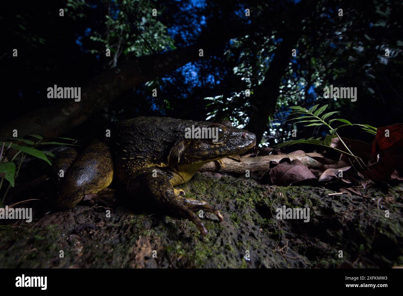 Goliath frog (Conraua goliath) at night, Cameroon Stock Photo - Alamy