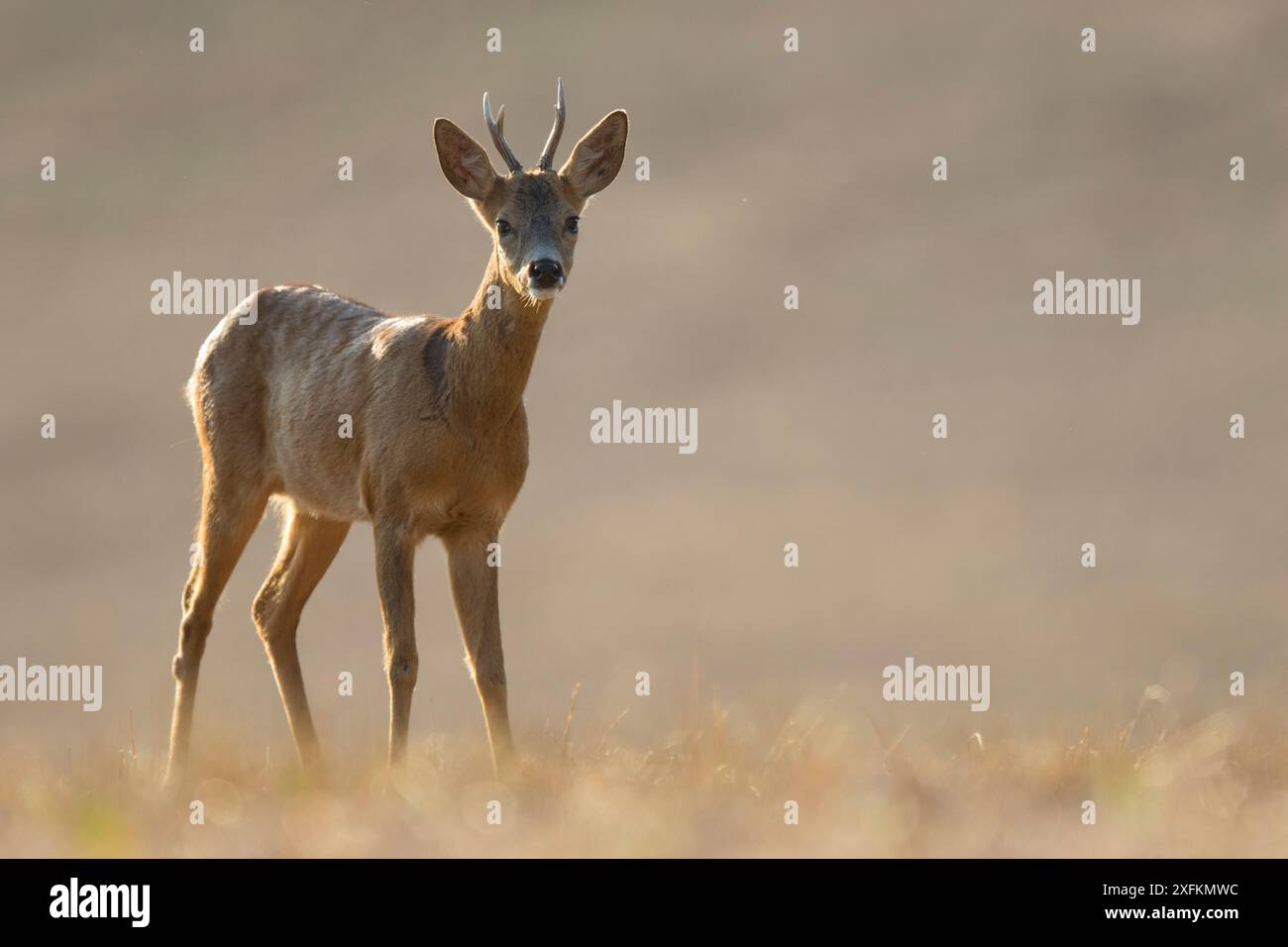 Roe deer (Capreolus capreolus) buck, Burgundy, France, August Stock ...