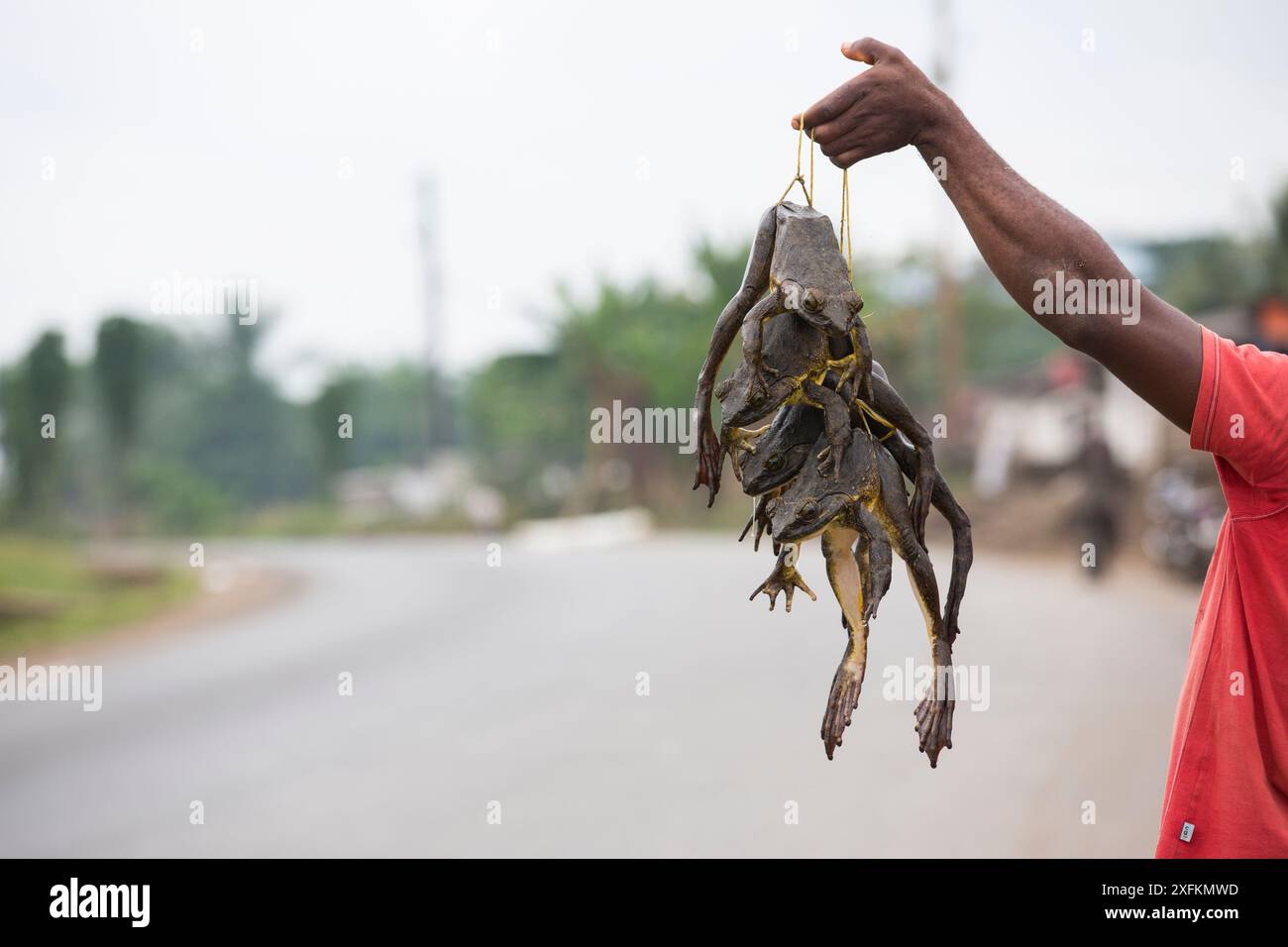 Goliath frog (Conraua goliath) bush meat for sale, Cameroon, February ...
