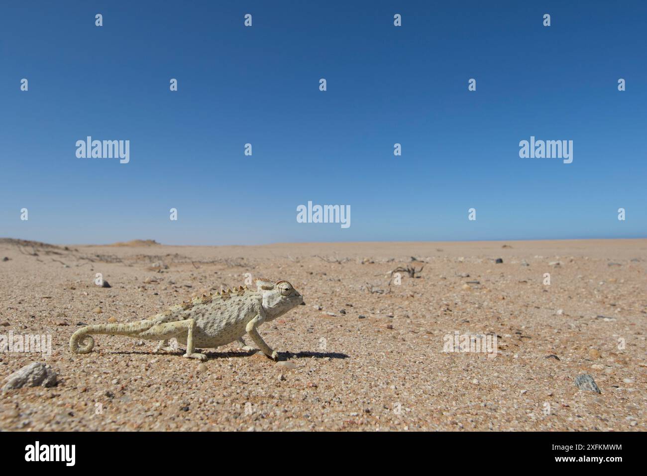 West african chameleon hi-res stock photography and images - Alamy