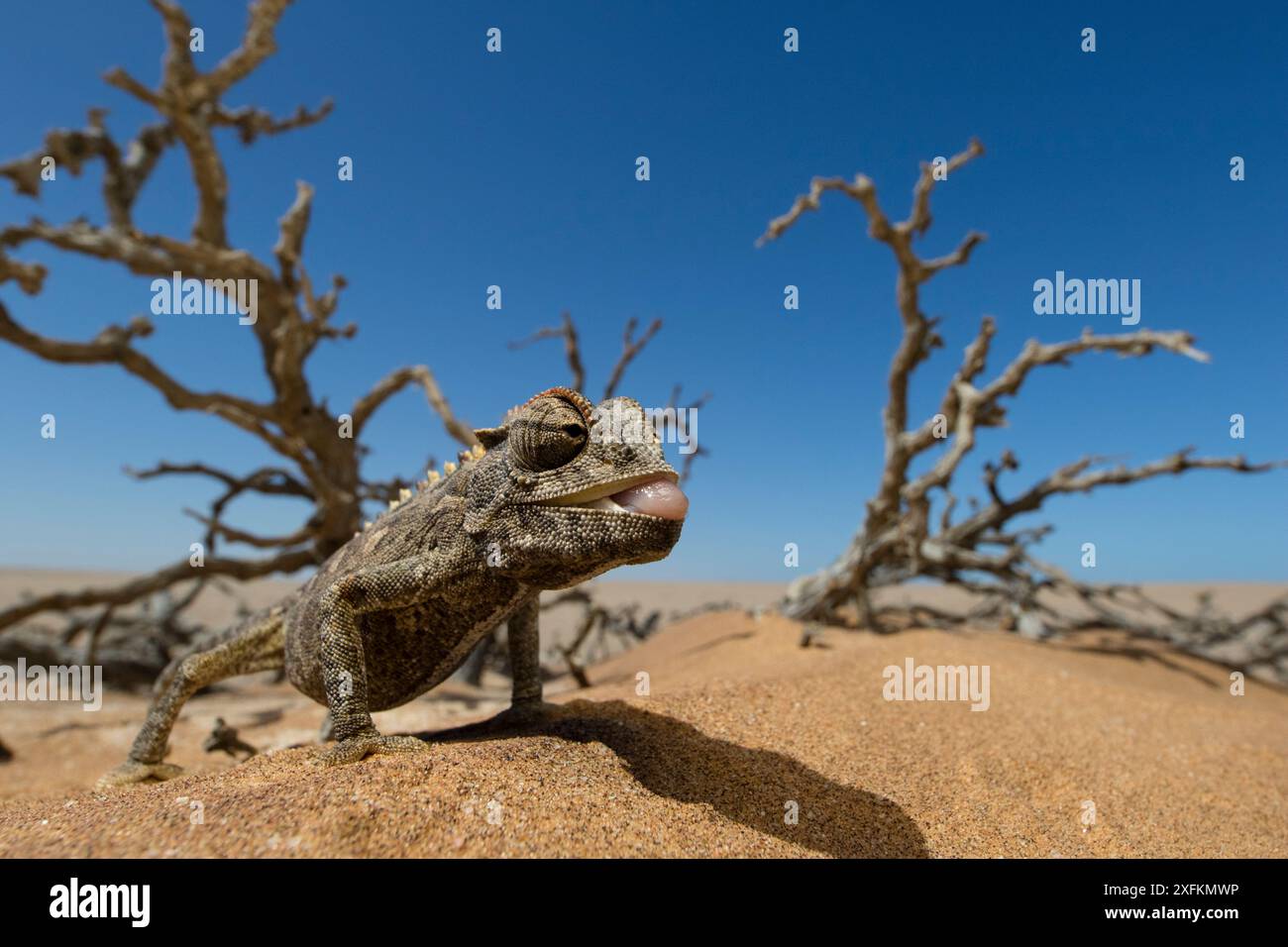 Namaqua chameleon (Chamaeleo namaquensis) Dorob National Park, Namibia ...