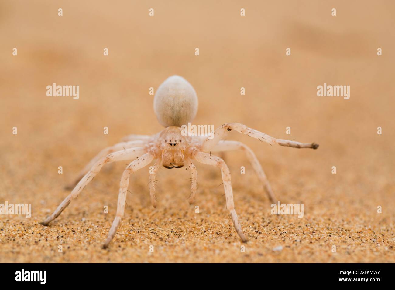 Wheel spider (Carparachne aureoflava) Dorob National Park, Namibia ...