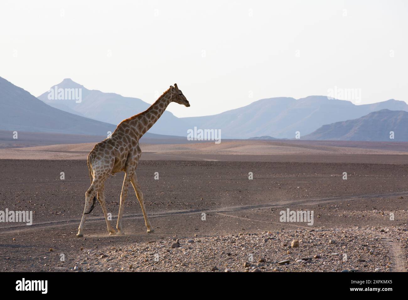 Giraffe (Giraffa camelopardalis) in habitat. Kaokoland, Namibia Stock ...