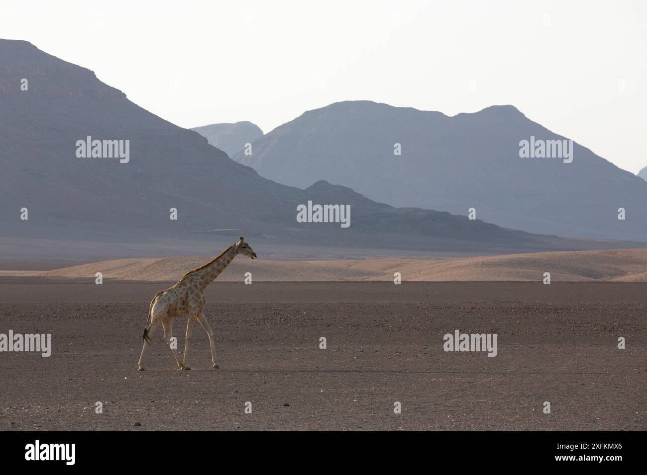 Giraffe (Giraffa camelopardalis) in habitat. Kaokoland, Namibia Stock ...