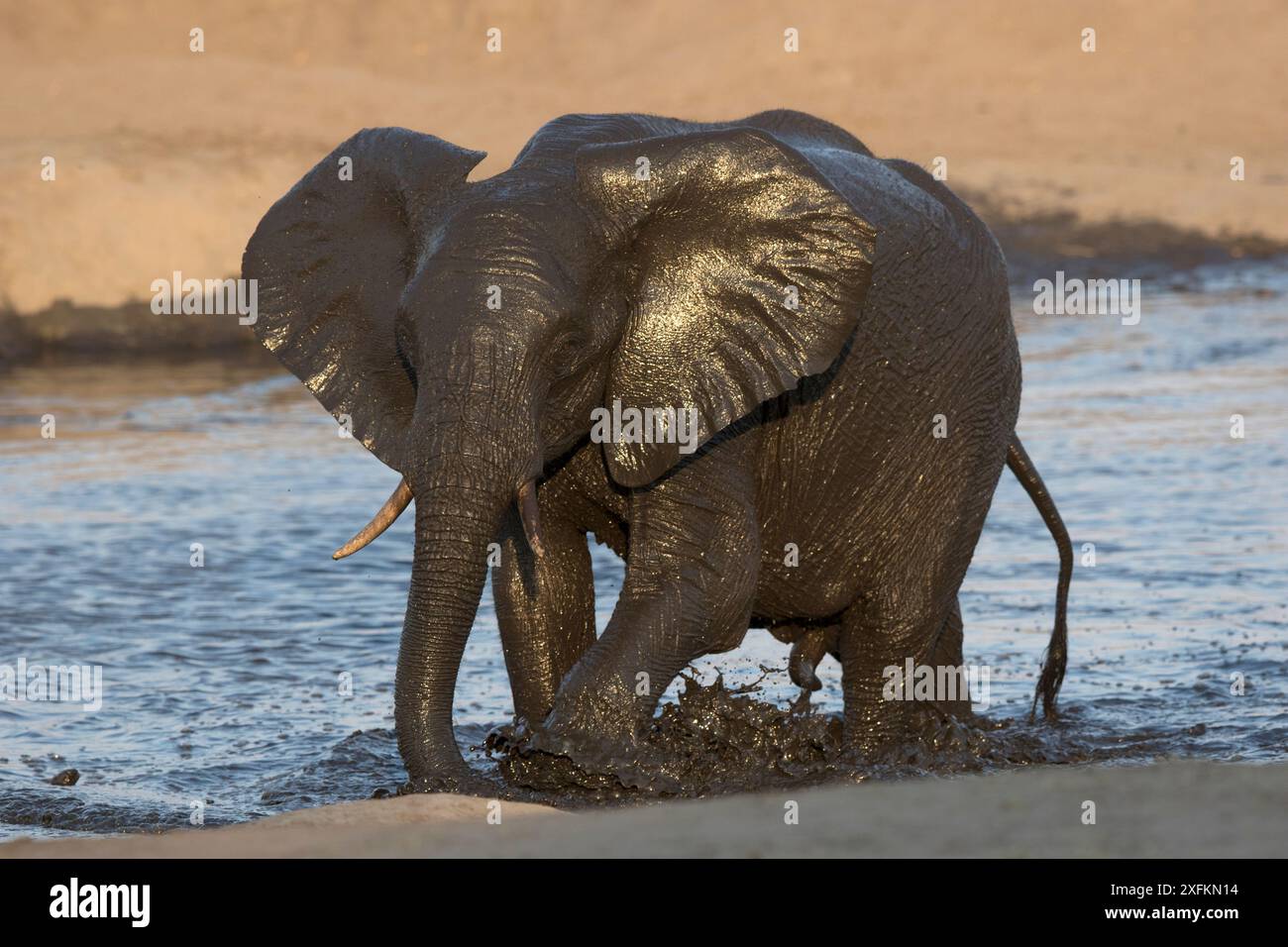 Zimbabwe national parks elephants hi-res stock photography and images ...