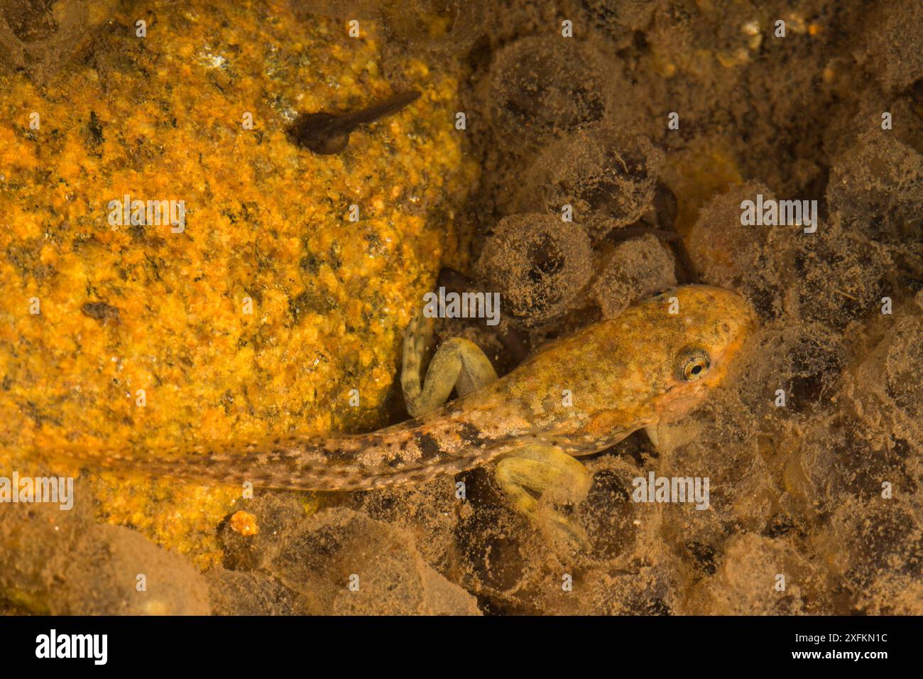 Goliath frog (Conraua goliath) froglet underwater, Cameroon Stock Photo ...