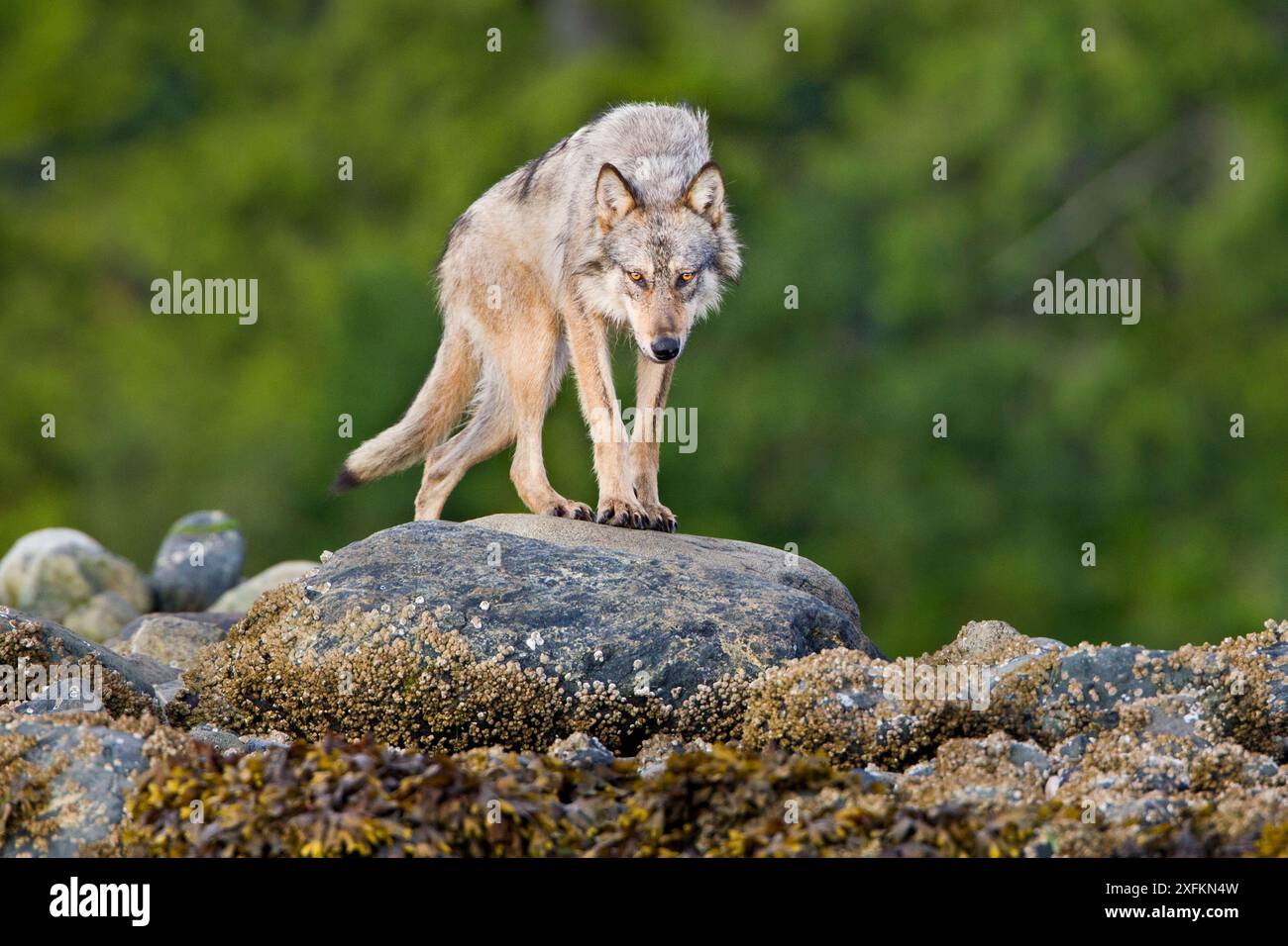 Coastal Grey wolf (Canis lupus) alpha female in the intertidal zone ...