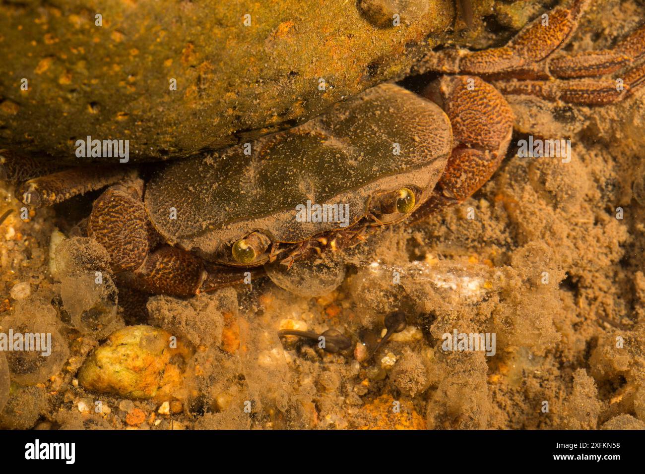 Crab in water eating eggs of Goliath frog (Conraua goliath) Cameroon ...