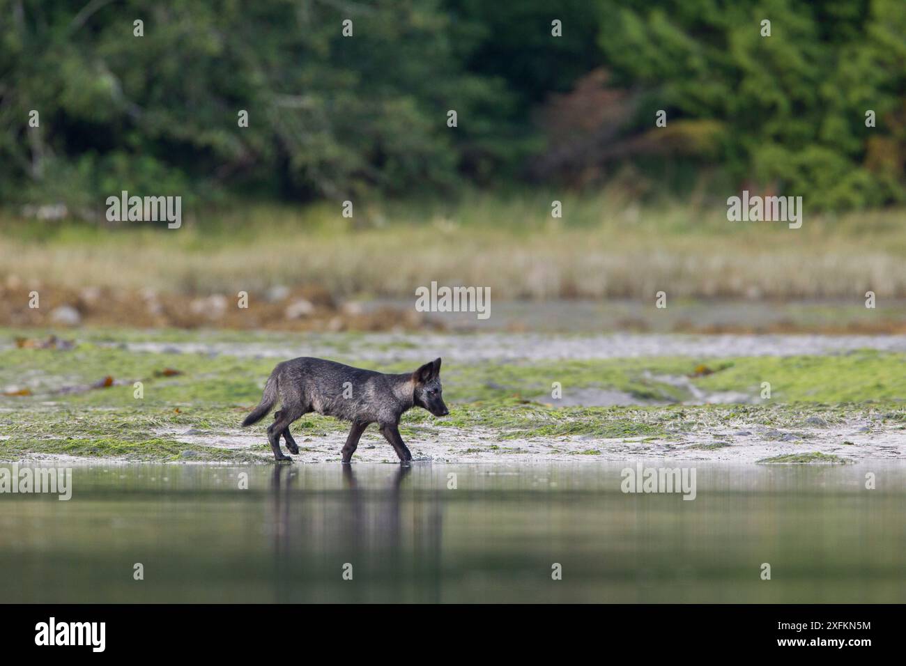 Coastal Grey wolf (Canis lupus) pup in the intertidal zone, Vancouver ...