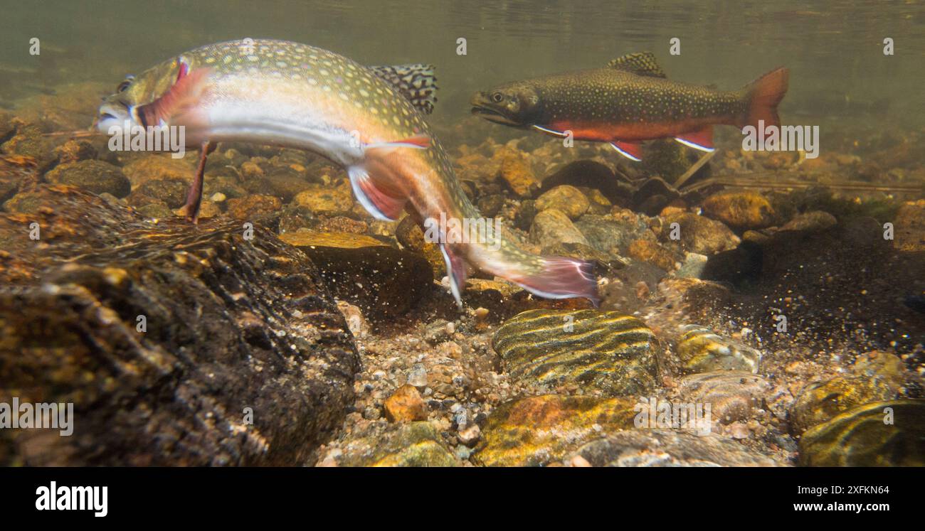 Brook trout (Salvelinus fontinalis) female in the act of spawning as ...