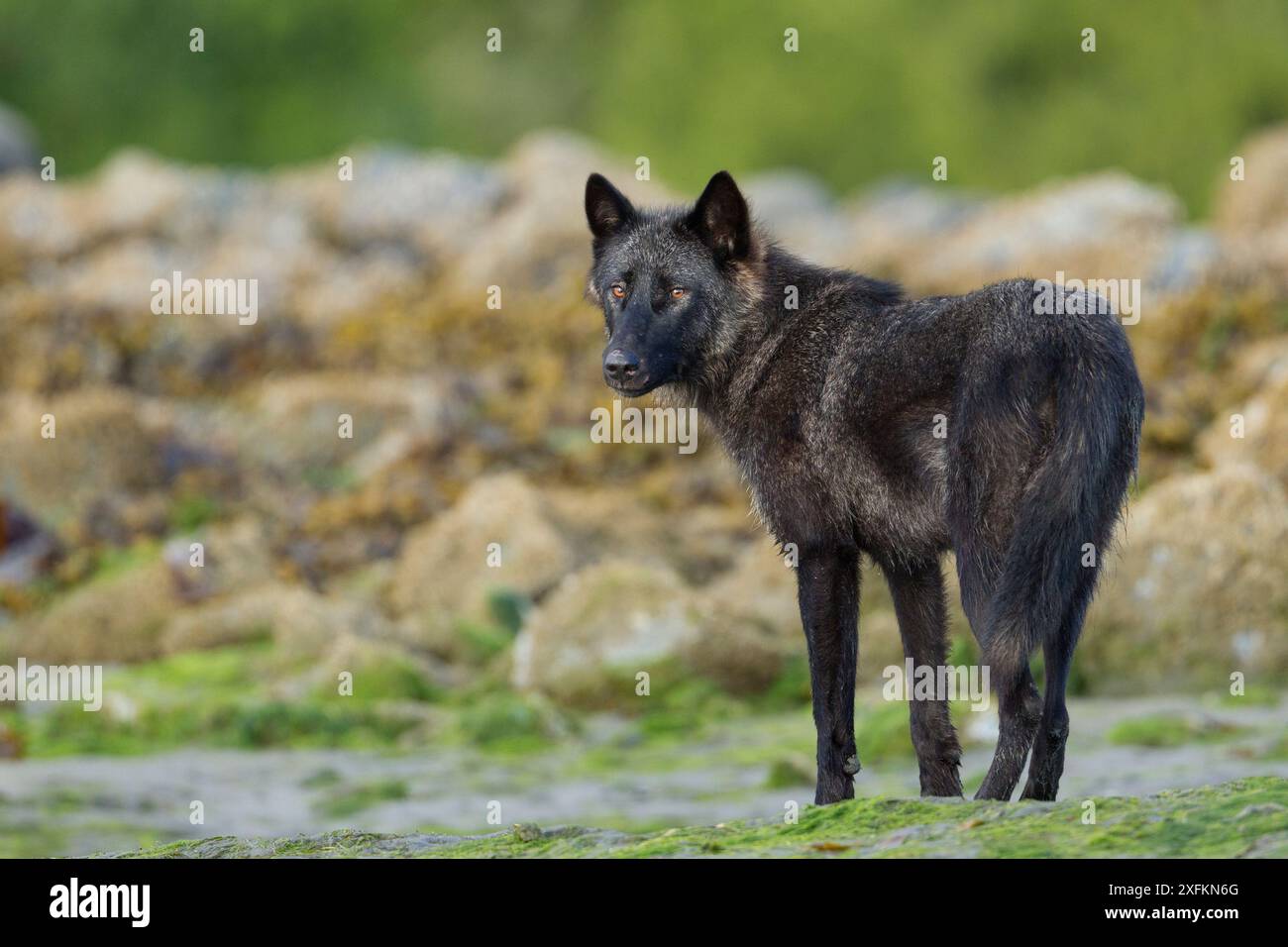 Black Wolf Alpha Male