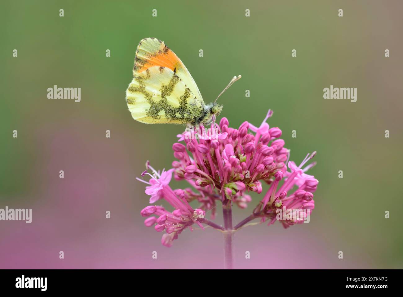 Provence orange tip (Anthocharis euphenoides) Route de Broves from ...