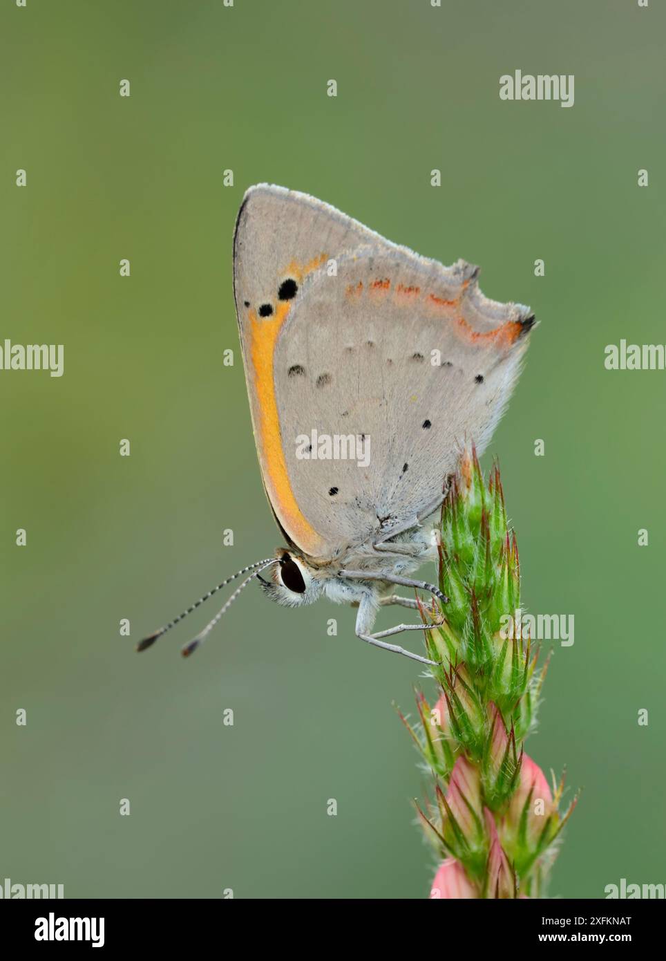 Small copper butterfly (Lycaeba phlaeas) Riou de Meaulx, Provence ...