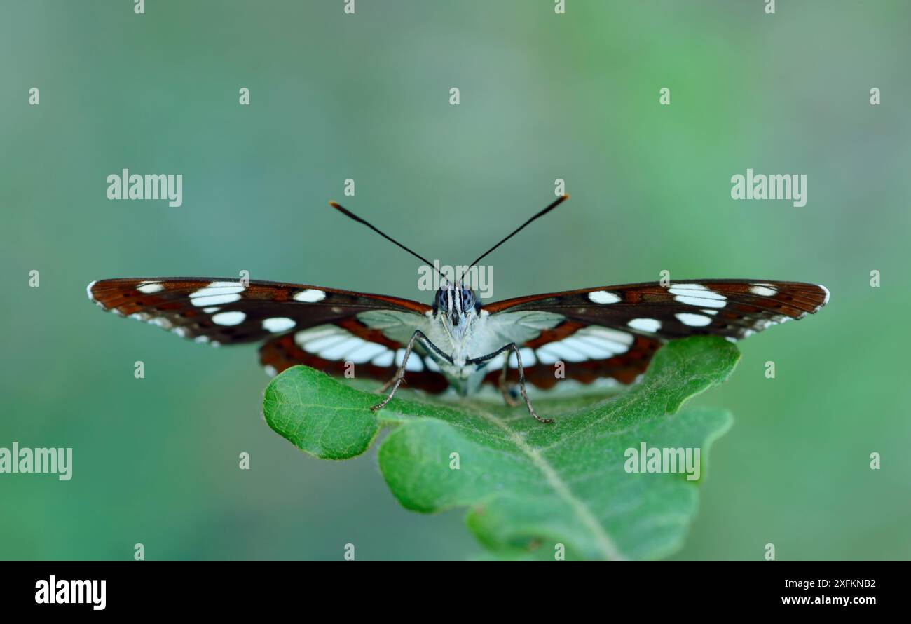 Southern white admiral (Limenitis reducta) North of Lorgues, Provence ...