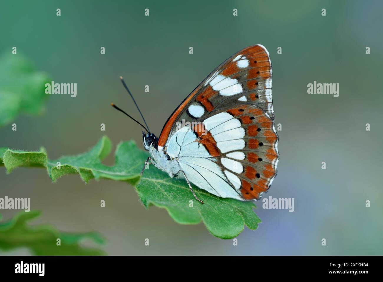 Southern white admiral butterfly (Limenitis reducta) North of Lorgues ...
