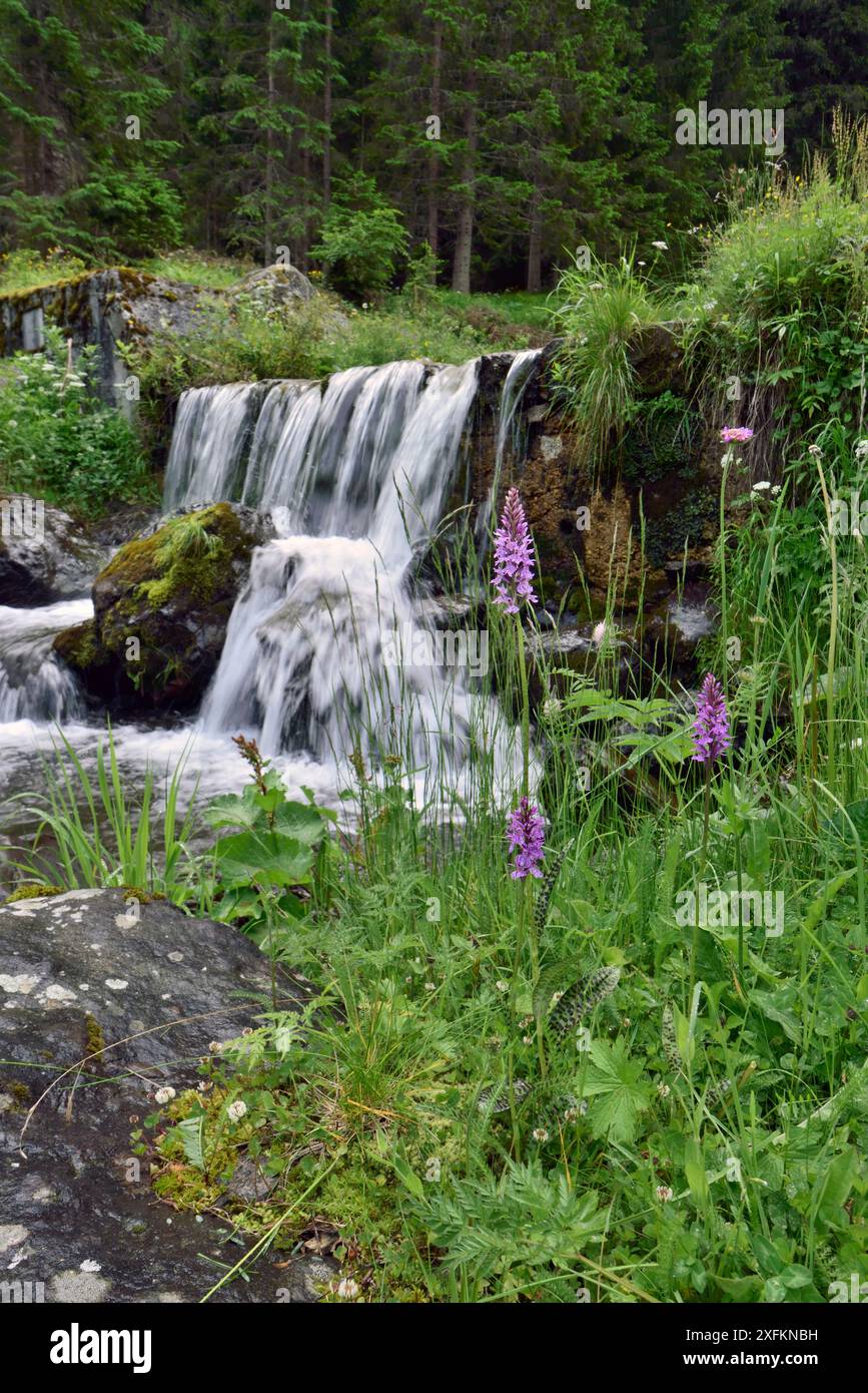 Paluce plants hi-res stock photography and images - Alamy