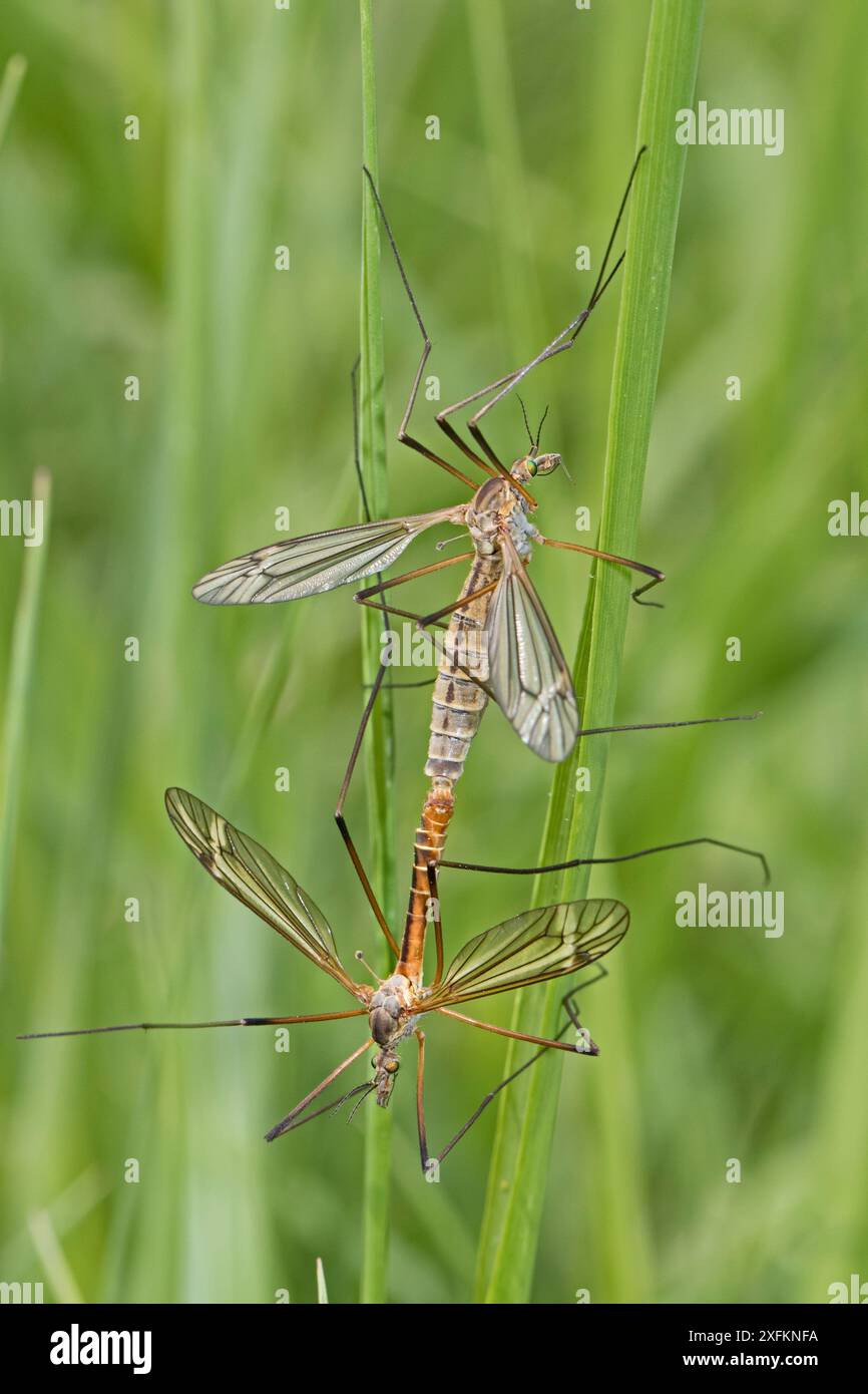 Craneflies (Tipula vernalis) mating pair, Brockley Cemetery, Lewisham ...