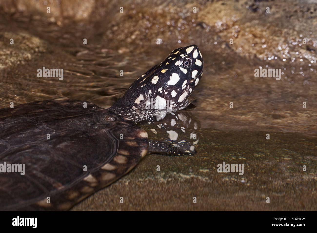 Turtle Hd Wallpaperspakistani