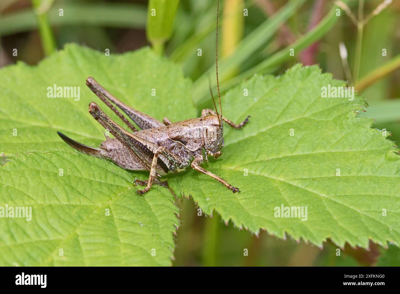 Dark Bush-cricket (Pholidoptera griseoptera) female, Hutchinson's Bank ...
