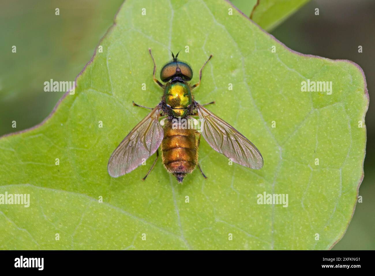 Broad centurion (Chloromyia formosa) male soldier fly, Warwick Gardens ...