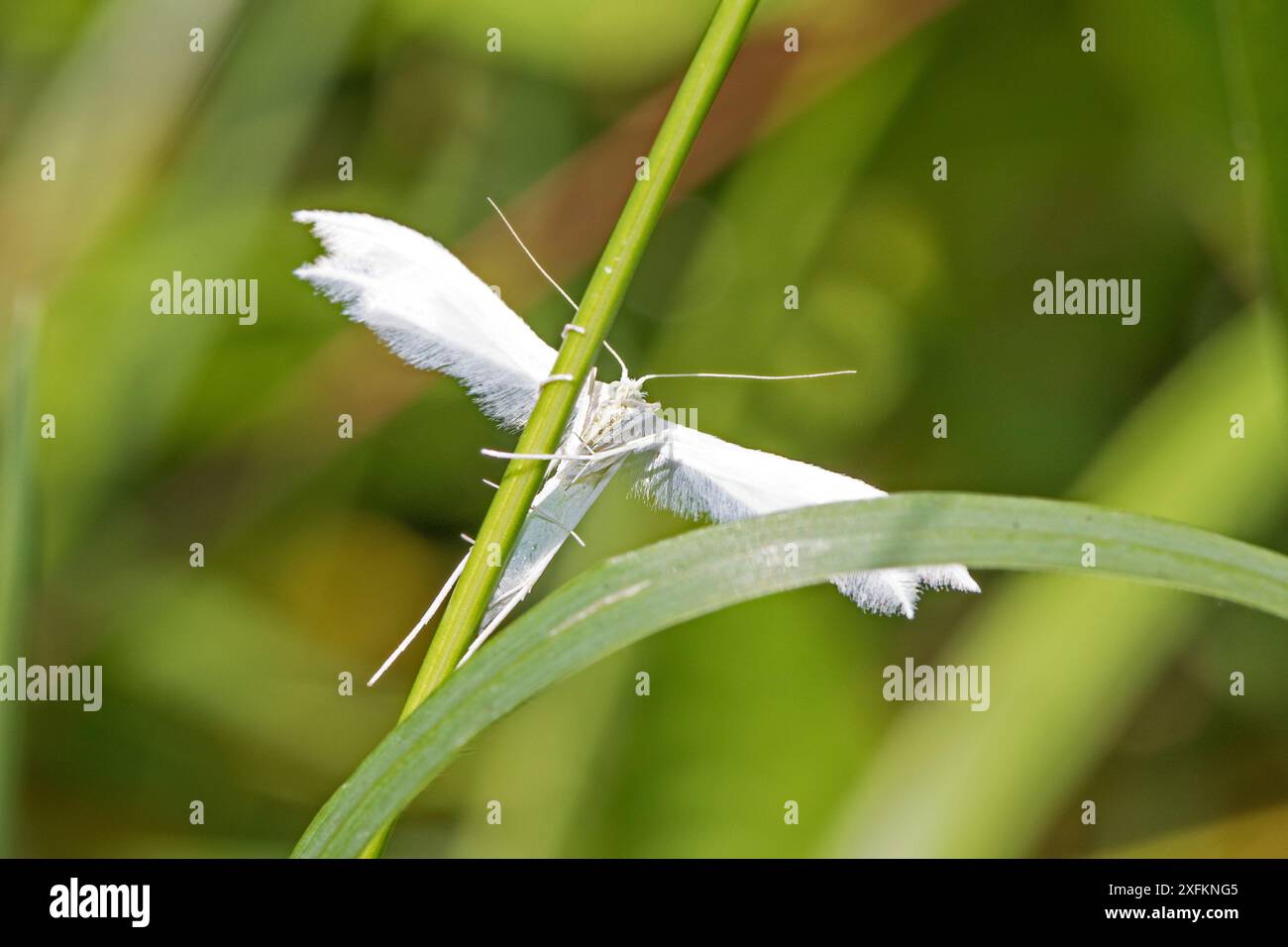 White plume moth (Pterophorus pentadactyla) Brockley Cemetery, Lewisham ...