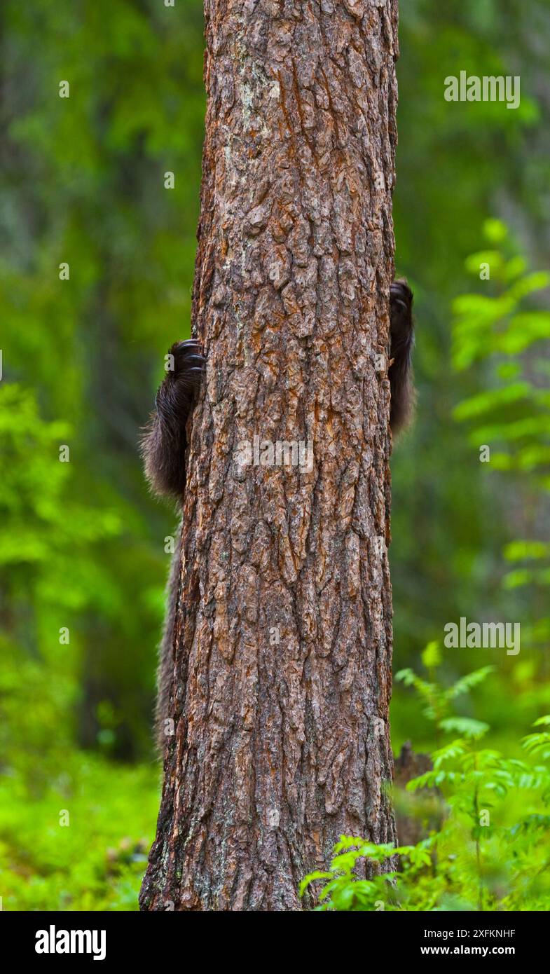 Brown bear (Ursus arctos) hidden behind tree, only paws visible ...