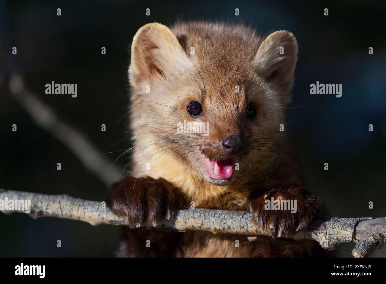 American pine marten (Martes americana) portrait, captive Stock Photo ...