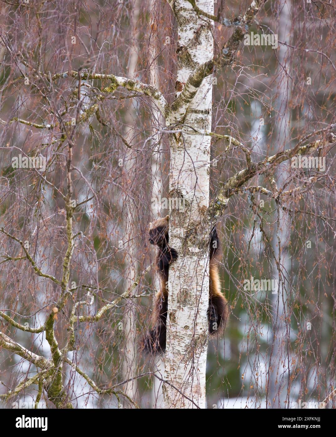 Wolverine (Gulo gulo) climbing tree, captive, Finland Stock Photo - Alamy