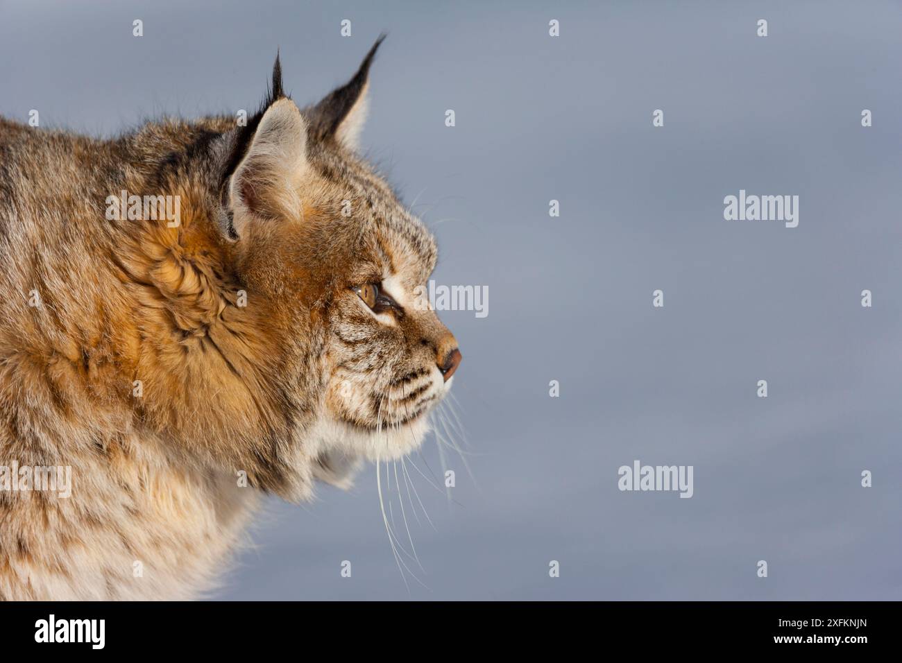 Bobcat (Lynx rufus) in snow, profile. Captive Stock Photo - Alamy