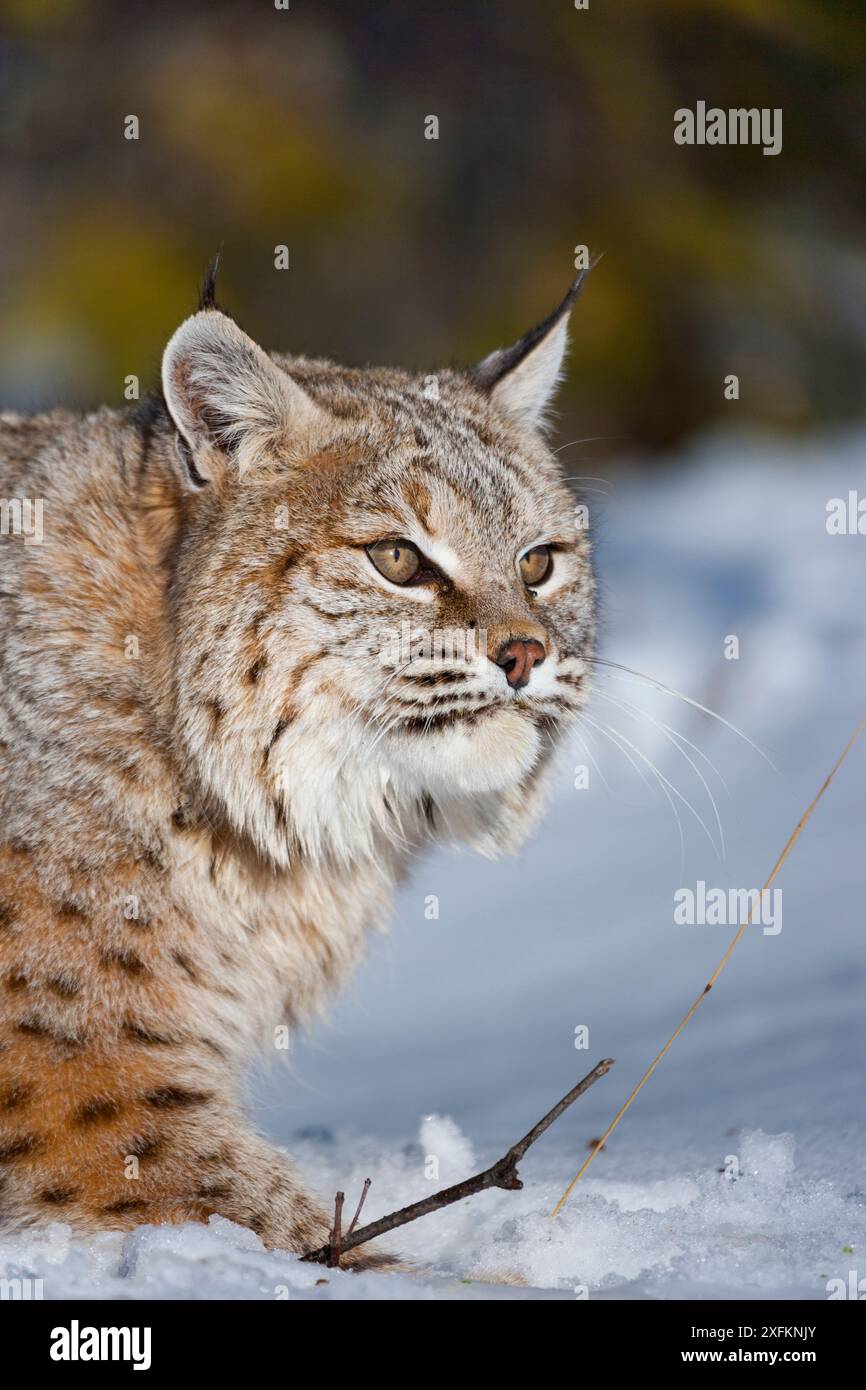 Bobcat (Lynx rufus) in snow. Captive Stock Photo - Alamy