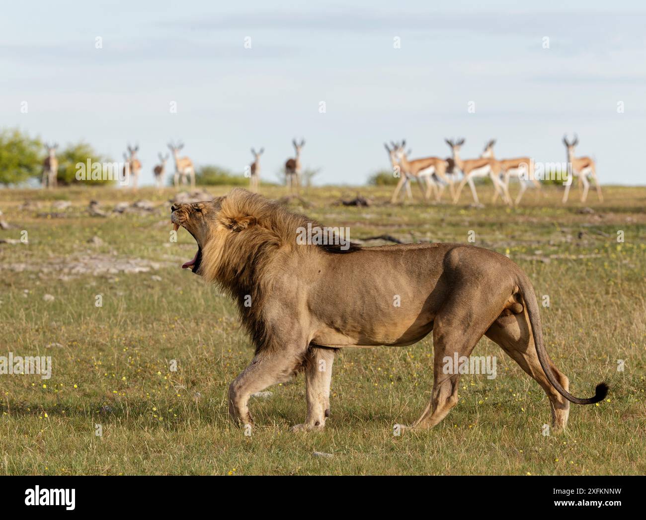 Lion (Panthera leo) male, yawning walking by Springbok (Antidorcas ...