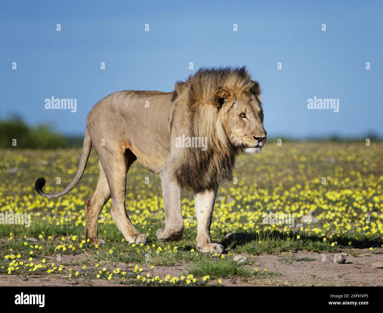 Lion (Panthera leo) male, walking amongst Devil's-thorn yellow flowers ...