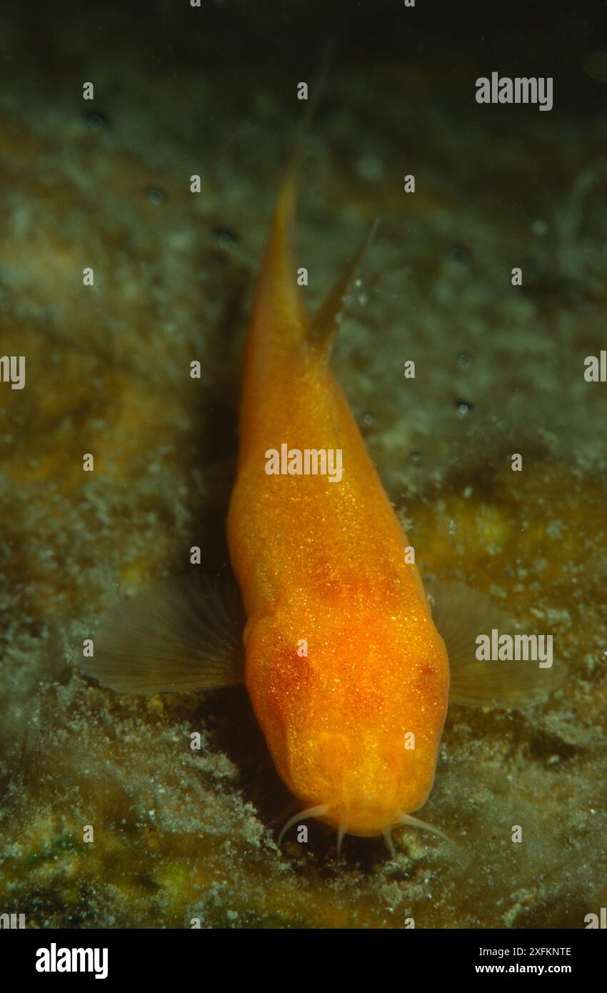 Blind fish hi-res stock photography and images - Alamy