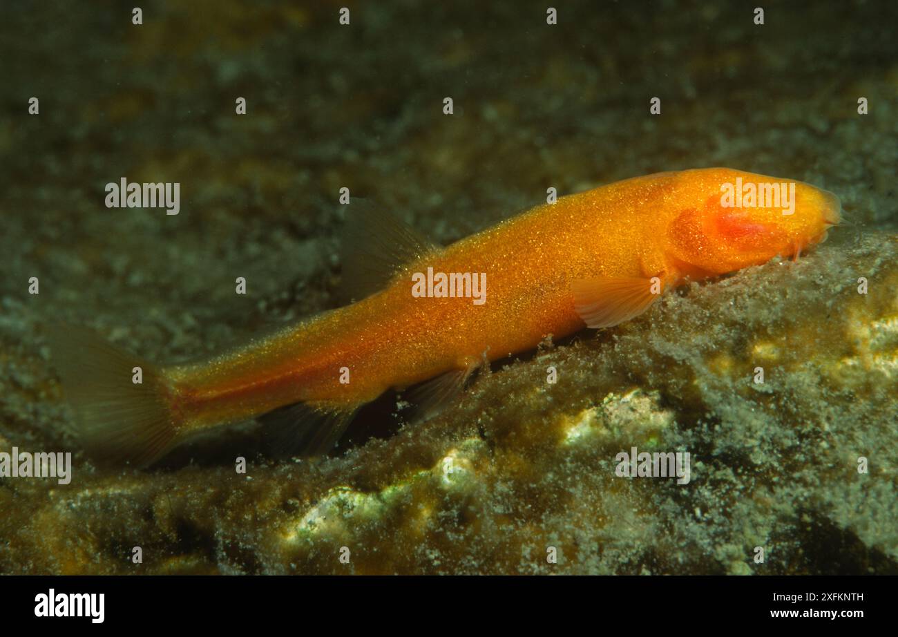 Starostin's loach (Troglocobitis / Nemacheilus starostini) a blind fish ...