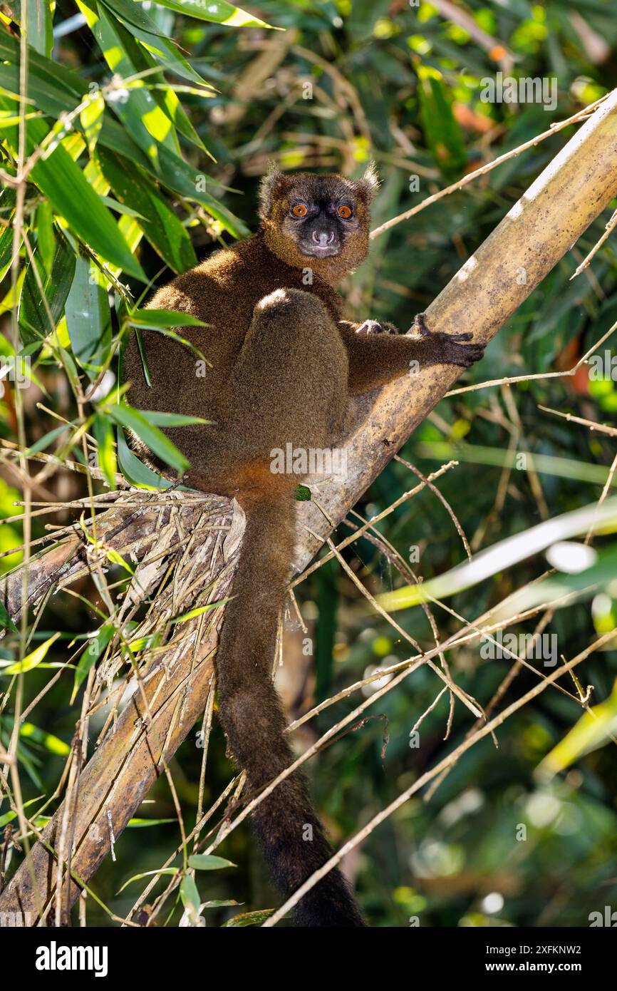 Greater bamboo lemur (Prolemur simus) Ranomafana National Park ...