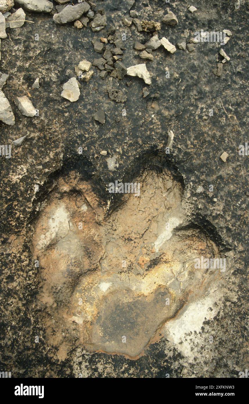 Dinosaur footprint, possibly Iguanodon, megalosaurus or Tyrannosaurus. From limestone plateau ...