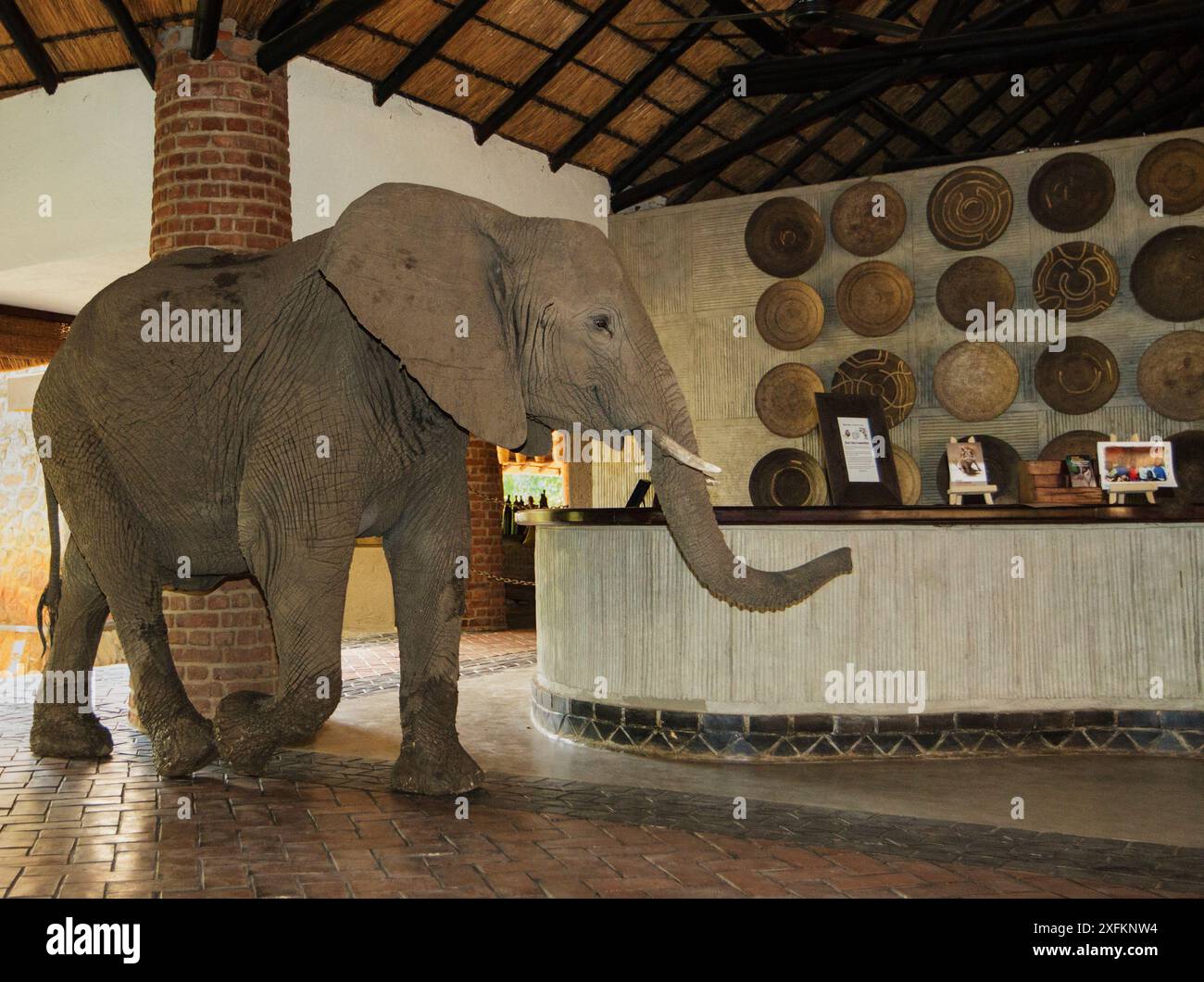 Mfuwe area hi-res stock photography and images - Alamy