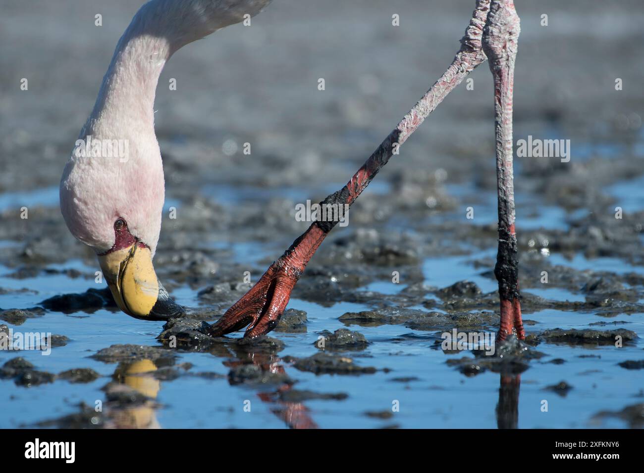 Puna / James flamingo (Phoenicoparrus jamesi) feeding in mud, Salar de ...