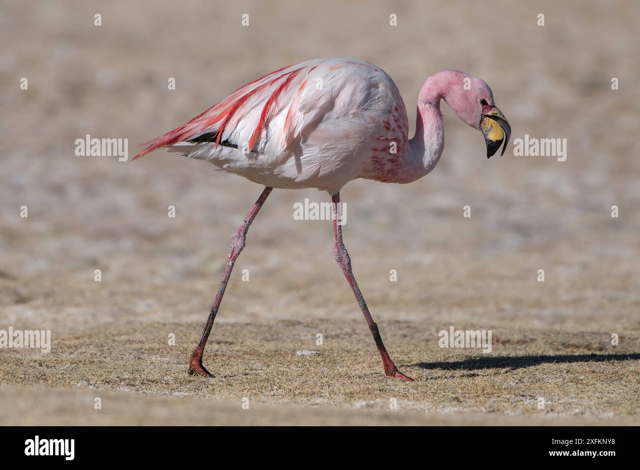 Puna / James flamingo (Phoenicoparrus jamesi) walking profile, Salar de ...