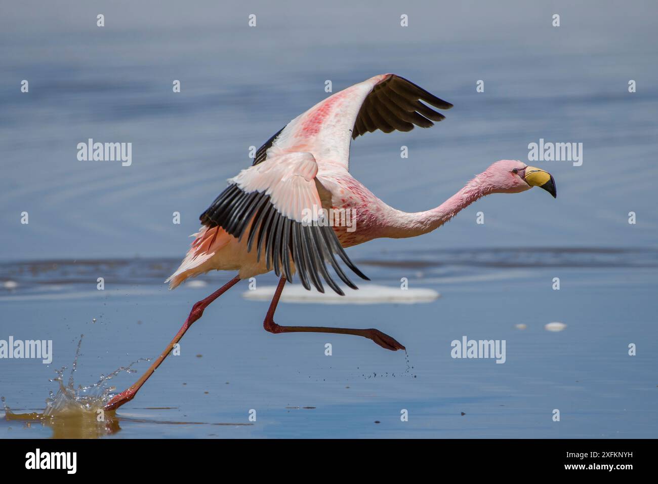 Puna / James flamingo (Phoenicoparrus jamesi) taking off from Laguna ...