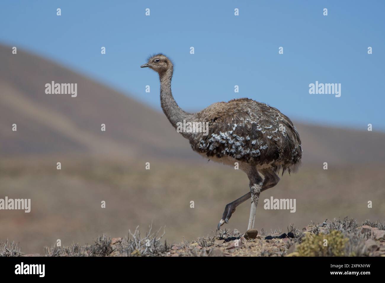 Lesser rhea (Pterocnemia pennata) altiplano, Bolivia September Stock ...