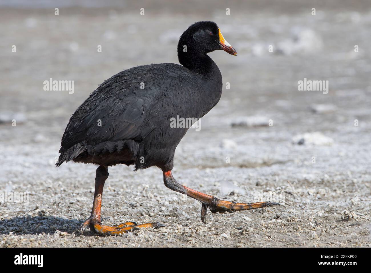 Giant coot (Fulica gigantea) Sajama National Park, altiplano, Bolivia ...