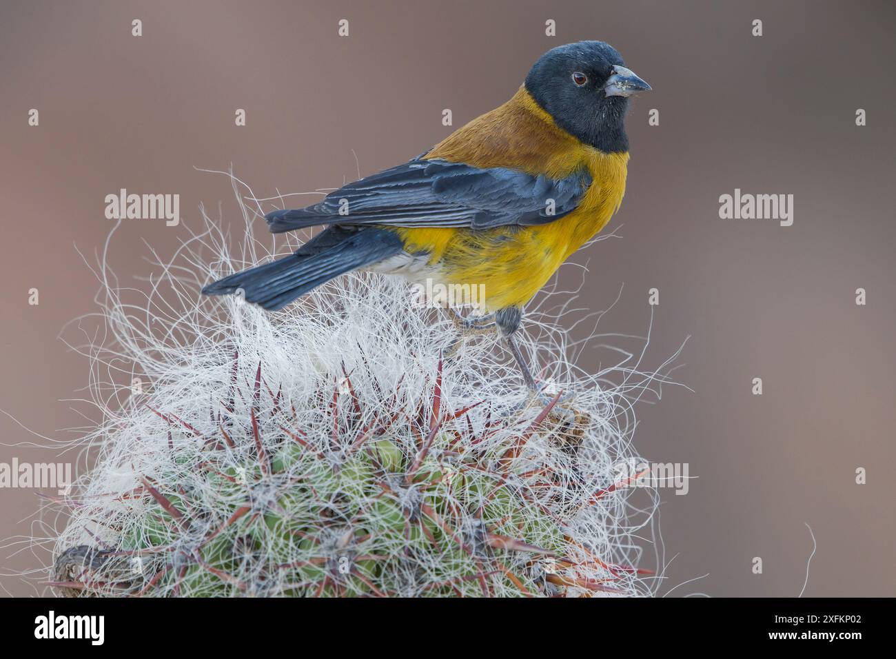 Black-hooded sierra finch (Phrygilus atriceps) vicinity of Tupiza ...