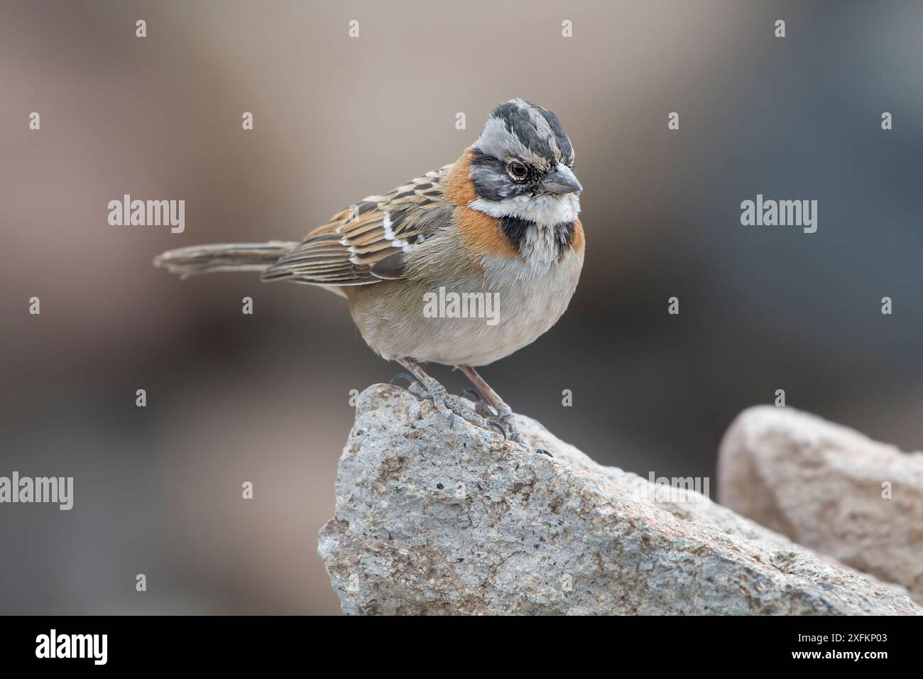 Rufous-collared sparrow (Zonotrichia capensis) Sajama National Park ...