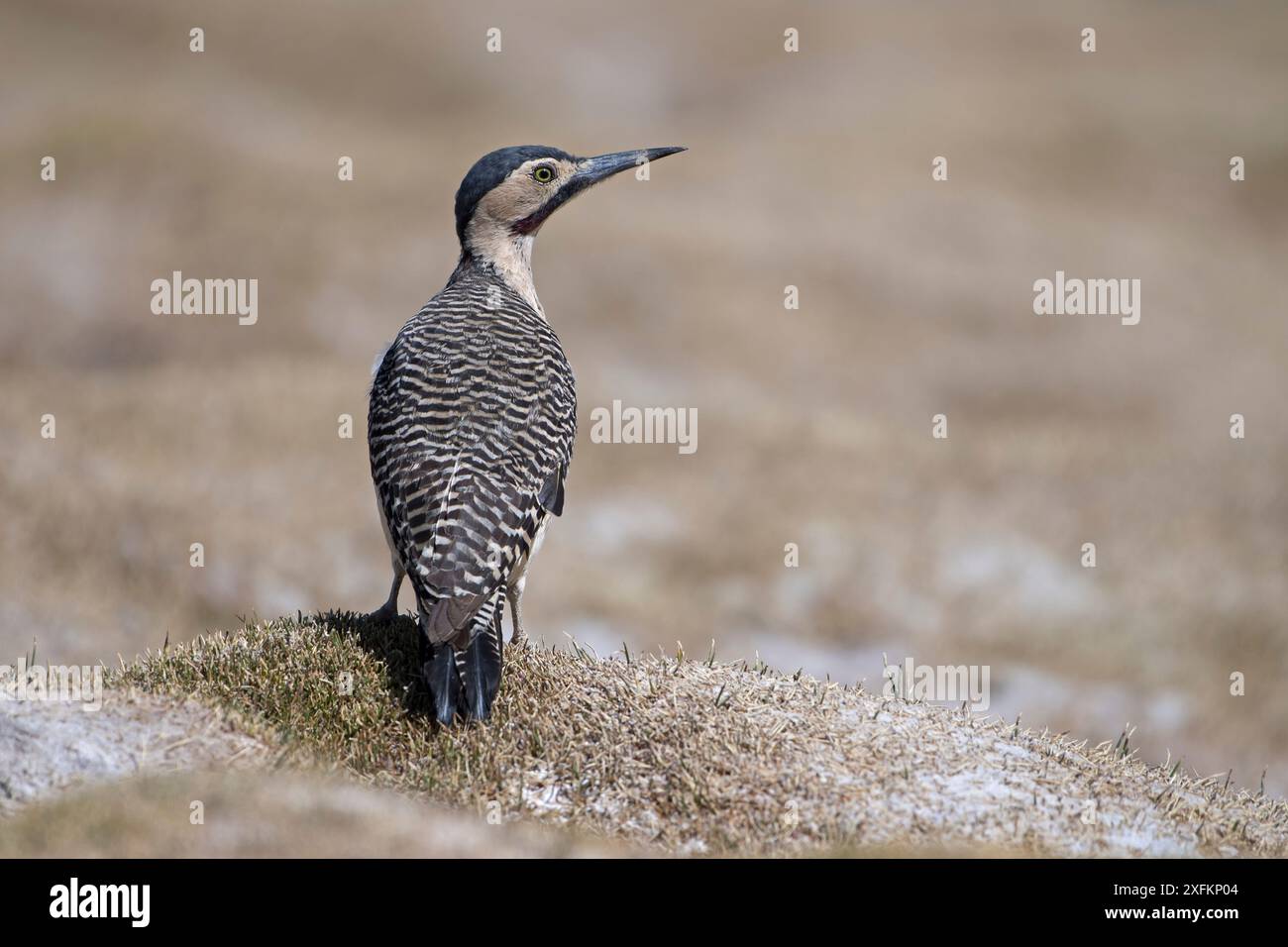 Andean flicker (Colaptes rupicola) Salar de Uyuni, altiplano, Bolivia ...