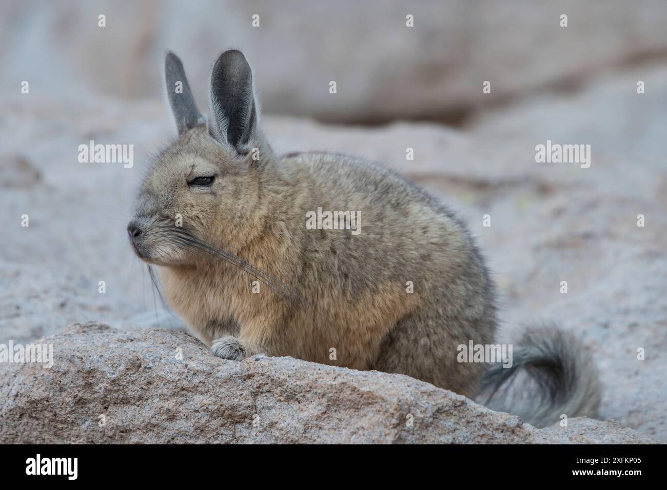 Southern Viscacha (Lagidium viscacia) at rest, Siloli Desert, altiplano ...