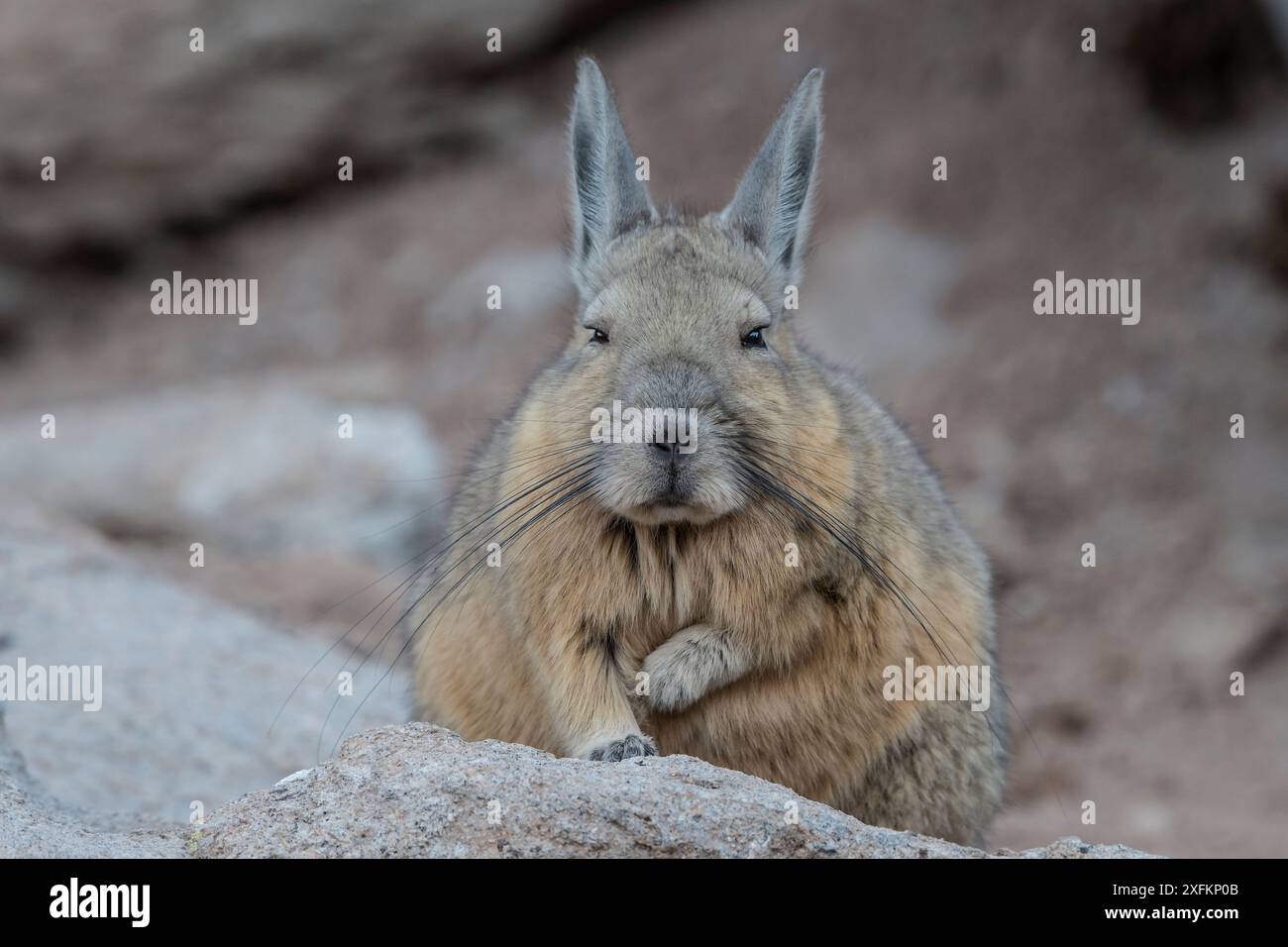 Southern Viscacha (Lagidium viscacia) at rest, Siloli Desert, altiplano ...