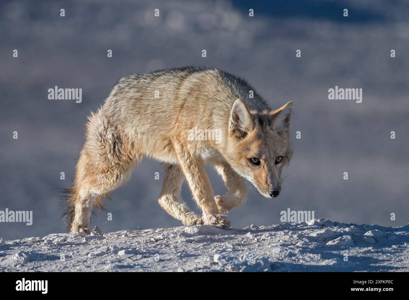 Culpea or Andean fox (Pseudalopex culpaeus) walking along, vicinity of ...